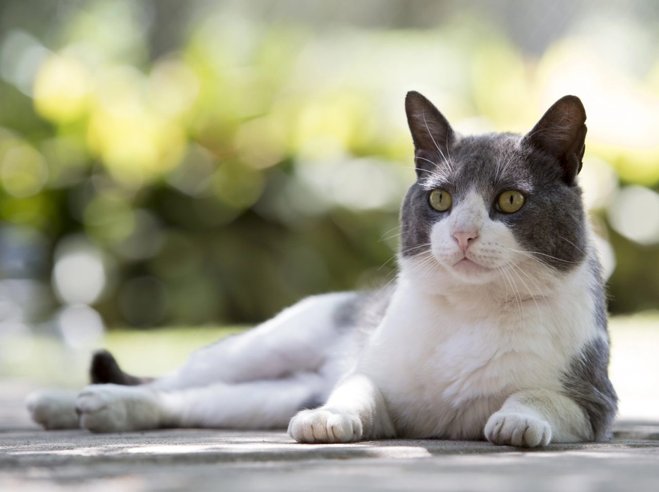 Cat Boarding - Haggett Hill Kennel
